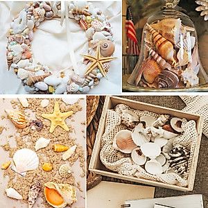 Jangostor Sea Shells Mixed Ocean Seashells, 1.2"-3.5" Various Sizes Beach Seashells and Natural Starfish for Vase Fillers Fish Tank Beach Themed Party Home Wedding Decorations DIY Crafts