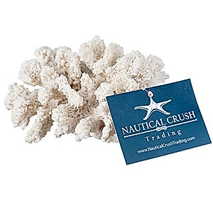 Nautical Crush Trading Decorative Sea Coral - 4in x 3.5in x 2.5in - Small White Coral for Beachy Decor - Perfect for Aquariums - Fish Tanks
