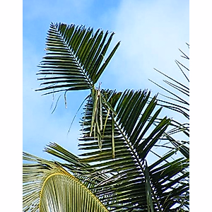 HEDO Beetle Lure Pack of 10| Pheromone Lure for Rhinoceros Beetle (oryctes Rhinoceros) for Coconut & Palm Tree