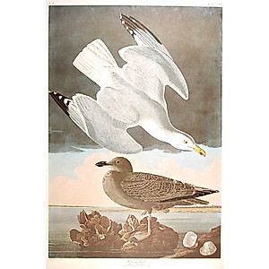Herring Gull. From"The Birds of America" (Amsterdam Edition)
