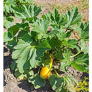 Early Prolific Yellow Straightneck Summer Squash Seeds for Planting, 50+ Heirloom Vegetable Seeds Per Packet, (Isla's Garden Seeds), Non GMO Seeds, Scientific Name: Cucurbita Pepo