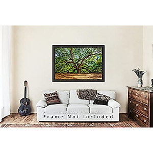 Nature Photography Print (Not Framed) Picture of Angel Oak Tree on Summer Day near Charleston South Carolina Southern Wall Art Lowcountry Decor (4" x 6")