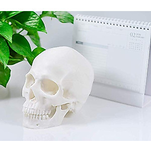 1:1 Human Skull Realistic Life Size Replica Medical Anatomy Model Home Halloween Skull Decorations Art Supplies