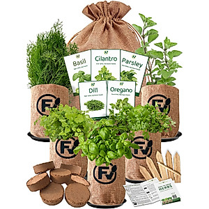 Indoor Herb Starter Grow Kit - 5 Different Medicinal & Tea Herb Seeds - Parsley, Basil, Cilantro (Coriander), Dill, Oregano - Non GMO and Heirloom - Including Pots and Soil - Made in USA