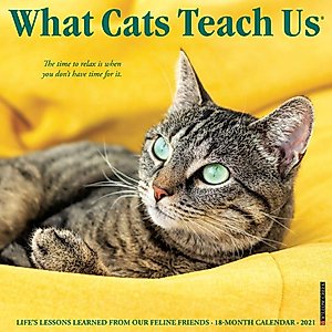 What Cats Teach Us 2021 Wall Calendar