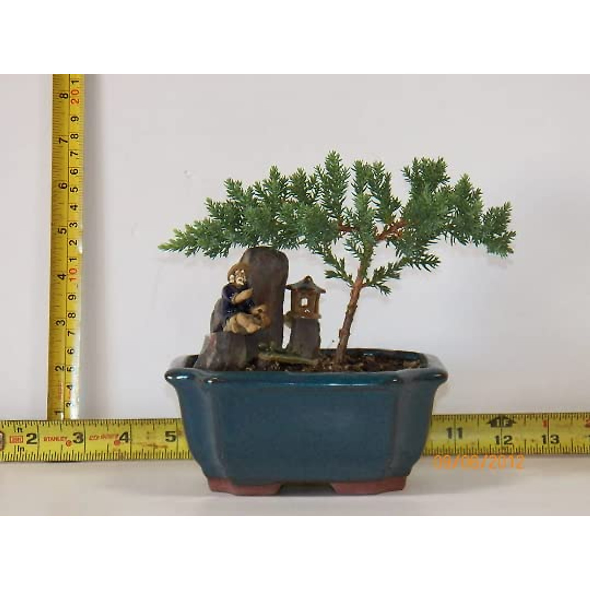 Juniper Bonsai Tree Rock/Mountain with Ceramic Bonsai Pots