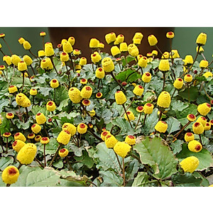 Toothache Plant Seeds to Grow - 150+ Seeds of This Exotic Wonder - Buzz Button Edible Flower Seeds
