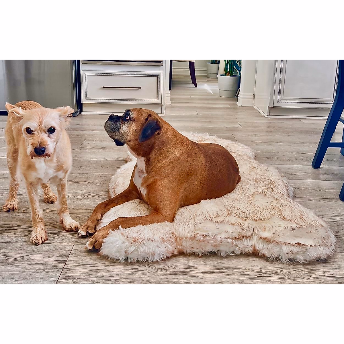 Agape Paws LUXURY FAUX FUR ORTHOPEDIC BED | Premium Joint Health Memory Foam Dog Bed with Waterproof | Washable Cover | Durable | Comfortable | Chew Proof Luxury Pet Bed for Large Dogs.