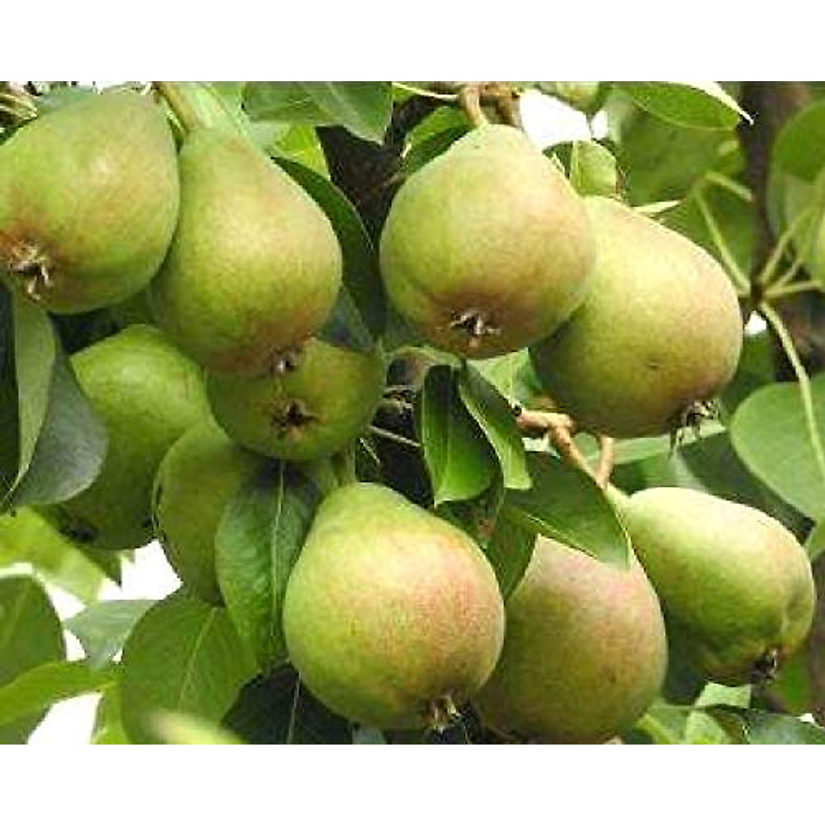 4 Fresh Stem Cuttings from Kieffer Pear Trees for Propagation - Cold Hardy