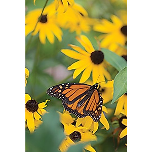Burpee Goldsturm Rudbeckia Seeds 100 seeds