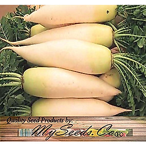 Big Pack - (3,000) Japanese Daikon - Daikon Radish Seeds - Japanese Radish - Non-GMO Seeds by MySeeds.Co (Big Pack - Daicon Radish)