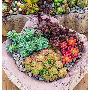 DouxiE 200pcs Rare Mixed Mini Succulents Seeds for Bonsai & Ornamental Plants - Grow Your Stunning Garden
