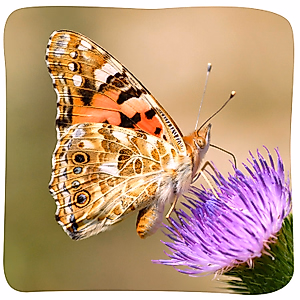 Insect Lore - Butterfly Growing Kit - With Voucher to Redeem Caterpillars Later