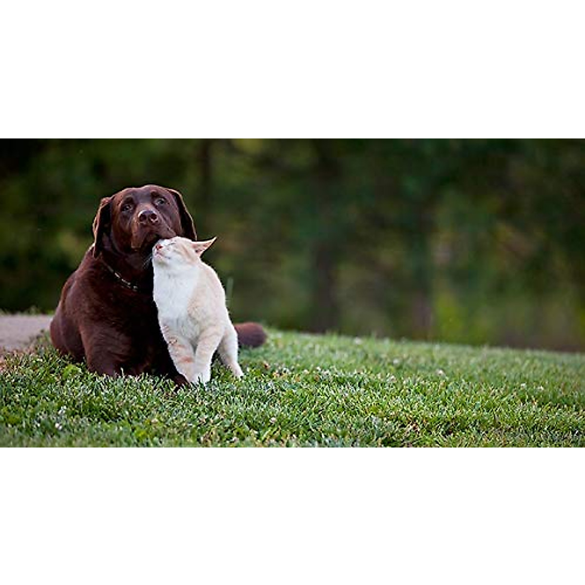 Vitamins for Dogs Joints - Ultra Vitamins for Pets - Dogs and Cats - Powerful Minerals - Dog Vitamin e Supplement - 2 Bottle (180 Chews)