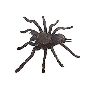 Real Giant Bird Eating Eurypeima Spincrus Tarantula Spider Animals Taxidermy in Frame