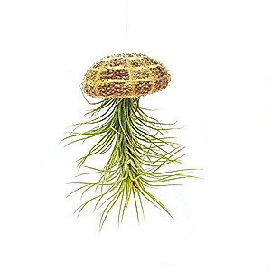 The Drunken Gnome Funkiana Air Plant Pack Tillandsia Live Easy Flowering Houseplants for Indoor Garden Office or Terrarium Choose 3 Pack 5 Pack or 10 Pack Sizes Small to Large (3 Pack)