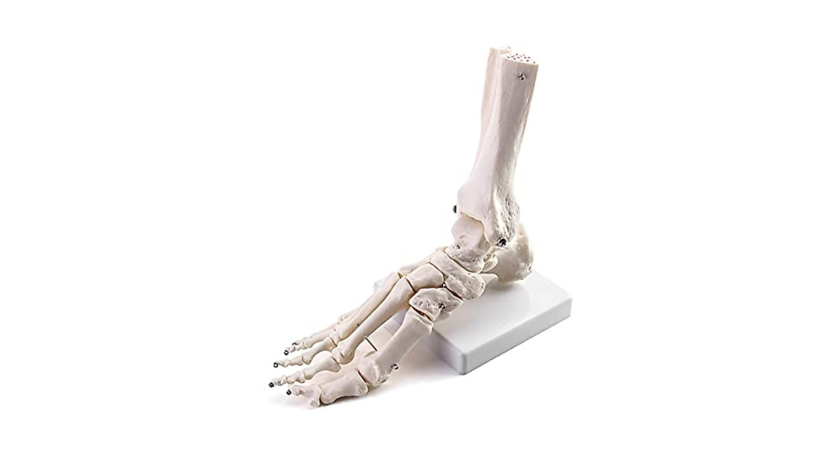 Life-Size QWORK Human Foot Skeleton Model for Study