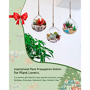 Ivolador Hanging Plants Glass Terrarium Container 4.7 Inches Air Plant Holder Succulents Globe Shape Home Garden Décor- 3 PCS