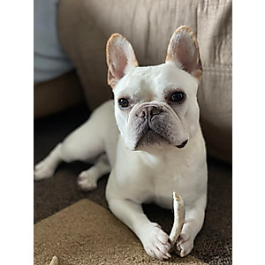 WhiteTail Naturals - Premium Deer Antlers for Small Dogs - Naturally Shed Dog Antler, Long Lasting Chew Bone for Puppies and Smaller Breeds