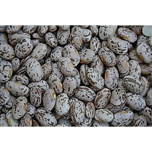 100 semi Pinto fagioli fagiolo Shell 95 giorni