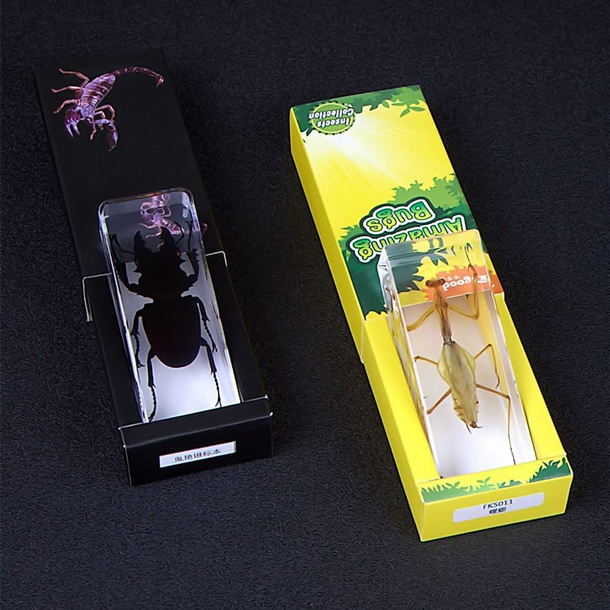 JSNZMTSBD Insect Resin,Real Insect Spider Specimen Science Classroom Taxidermy Resin Desk Paperweight Articulated Specimen for Science Education - Toothless Hand Crab