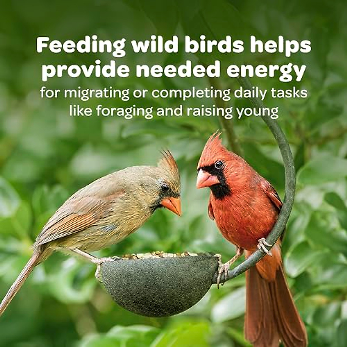 Kaytee Wild Bird Seed & Mealworm Seed Cake Food For Bluebirds, Chickadees, Woodpeckers and More, 1.4 Pound