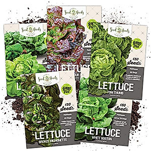 Seed Needs, Butterhead Lettuce Lovers Seed Packet Collection (5 Varieties of Heirloom Lettuce Seeds for Planting) Non-GMO & Untreated - Great for Hydroponics