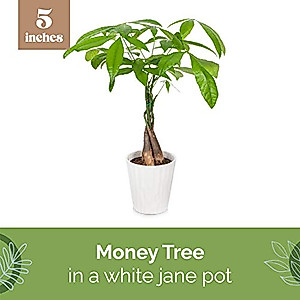 Plants & Blooms Shop PB408 Money Tree, 5", White Pot, Indoor Live Plant Decoration, Live Plant Gift