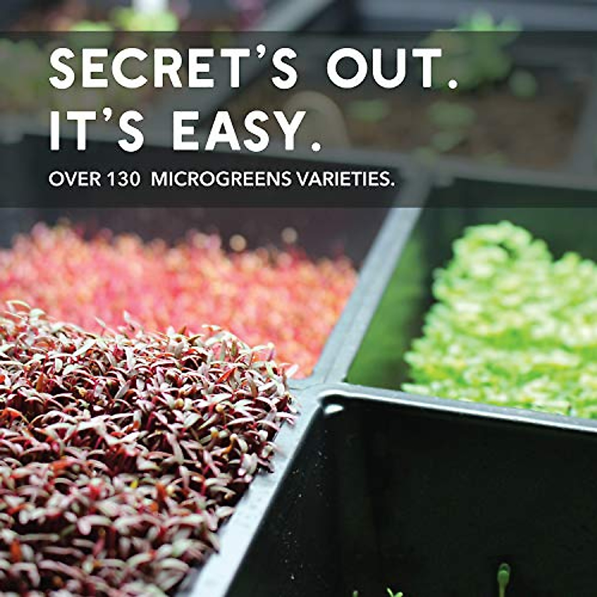 Endive Seeds for Planting - Witloof Chicory - 2 g 450 Seeds - Non-GMO, Heirloom Endive Seeds - Home Garden Vegetable Seeds - Sealed in a Beautiful Mylar Package for Extended Shelf Life