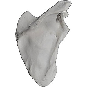Scapula Bone Model - Right - Anatomically Accurate Human Scapula Bone Replica - hBARSCI