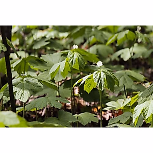 Goldenseal Plant Bare Roots Perennial for Planting - 12 Roots Planting Growing Outdoor Indoor Perennial Ornaments Can Grow Pots Gift Garden