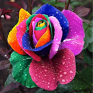 1000Pcs Beautiful Rainbow Rose Seeds Multi-colored Rose Seeds Rose Flower Seeds