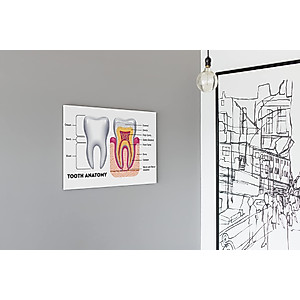 Dental Chart Wall Art Poster Dental Office Decor Nursing School Essentials Dental Medical Assistant Accessories Tooth Anatomy Science Posters Teacher Supplies Cool Wall Decor Art Print Poster 18x12