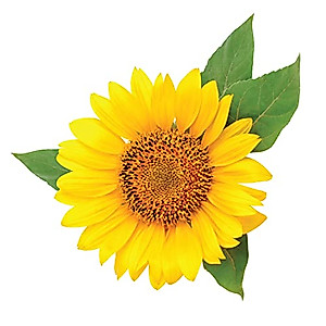 CHI ShineCare Smoothing Conditioner, Transforms Dull Hair Adding Instant Shine And Hydration, Sulfate, Paraben, & Cruelty-Free, 25 Oz