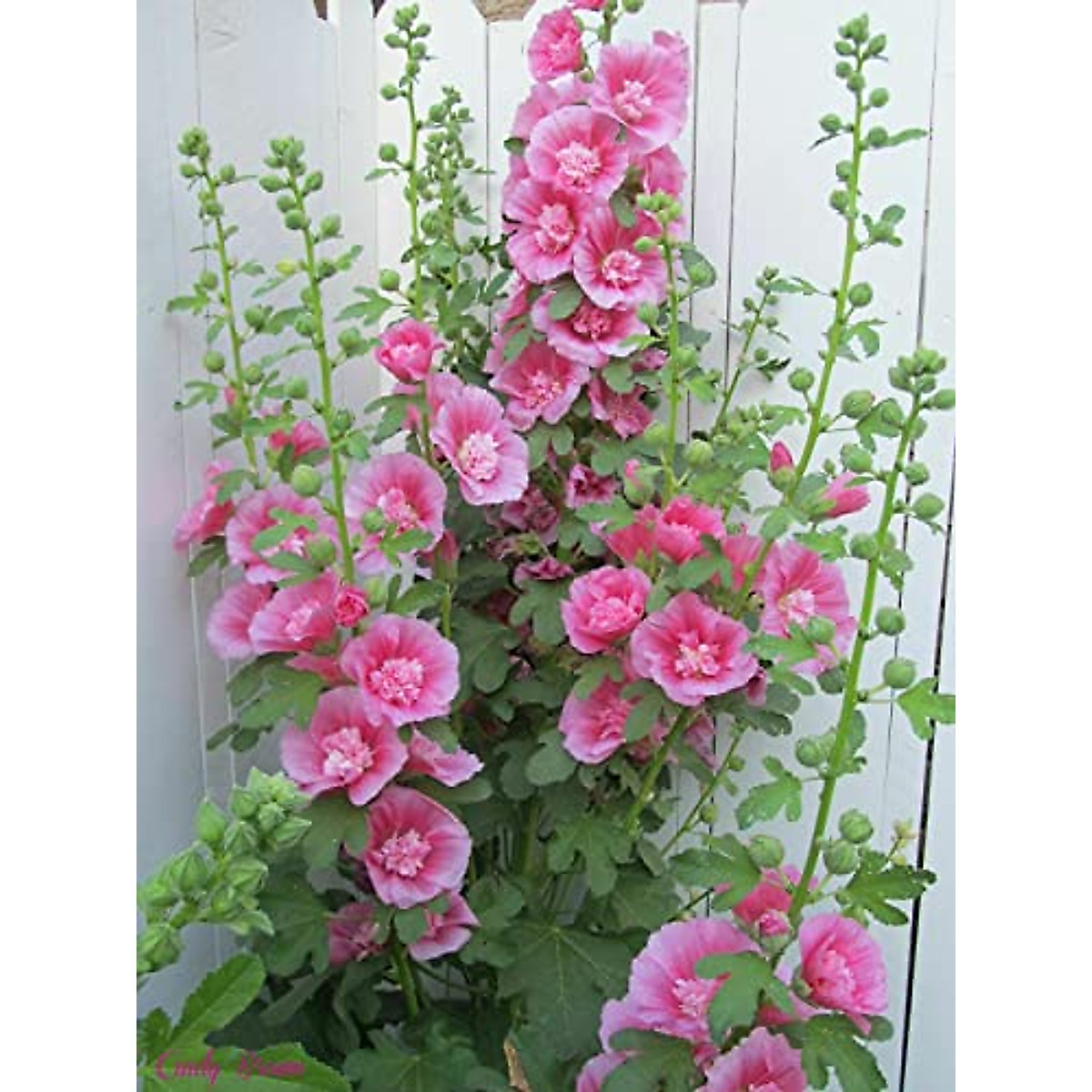 Summer Carnival Hollyhocks Seeds Alcea Rosea Rose Holly Garden Flower 50+