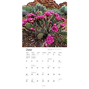 Audubon Desert Wildflowers Wall Calendar 2023: A Visual Delight for Nature Lovers and Gardeners Alike
