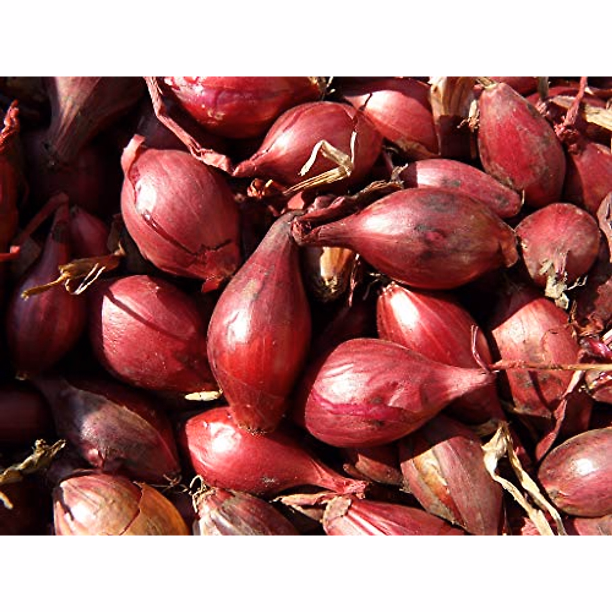 RAISE ME UP: Seeds Red Banana Shallot Onion Non GMO Heirloom