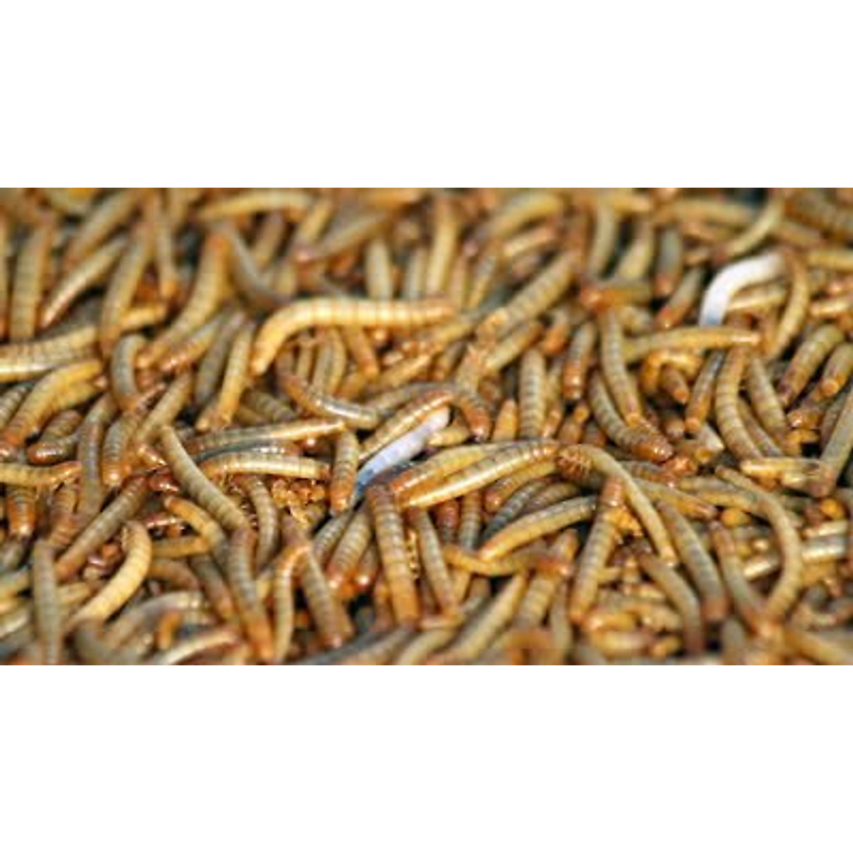 Mealworms 250 Gut Loaded !!! (1/2" - 1") by DBDPet | Live Arrival is Guaranteed