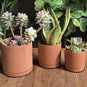 D'vine Dev Terracotta Pots for Plants, 4.2 Inch 5.3 Inch 6.5 Inch, Succulent Planter Pot with Drainage and Saucer, 40-A-T-1