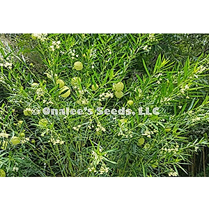 Butterfly Milk Weed Balloon Plant, Butterfly Garden, Butterfly Weed, Hairy Balls, Fur Balls, Cotton-Bush, Oscar, Giant Swan Milkweed, Asclepias Physoca (24+ Seeds) Grown in and Shipped from The USA.
