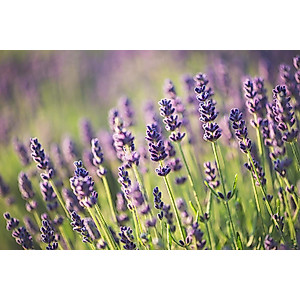 Natural Body Powder, 2.5 Ounces Pack of 3, Dusting Powder No Talc, Corn, Grain or Gluten Blissful Earth Scent (Essential Oil Only No Synthetic Fragrance) Non GMO Made in The USA, Ora's Amazing Herbal