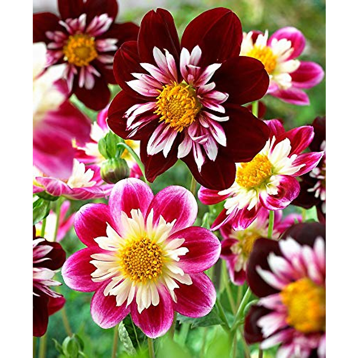 120+ Mixed Rare Dahlia Flower Seeds Spectacle Perennial Flowers Plant for Bonsai in Home Garden