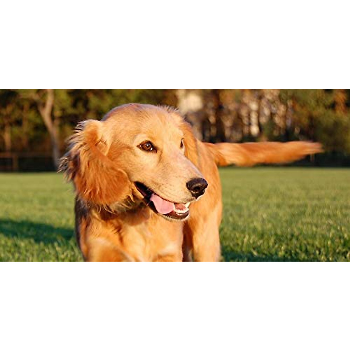 PET SUPPLEMENTS Hip and Joint for Dogs Soft Chews - Dog Total Health Complex - Eye Teeth Hair Joint Support - Advanced - Dogs Vitamins for Hair - 2 Bottles (120 Tablets)