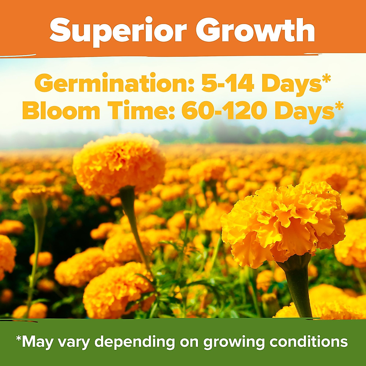 HOME GROWN Crackerjack Marigold Seeds | 4.25oz / 35,000 Flower Seeds Planting Outdoor | Large Bulk Pack | Non-GMO, High Germination, USA Sourced Wildflower Seeds | Companion Planting