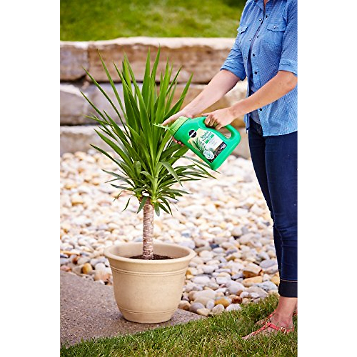 Miracle-Gro 3002910 Shake 'N Feed Continuous Release Palm Plant Food