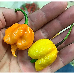 Orange Carolina Reaper HP22B Pepper Premium Seed Packet Record Hottest in The World + More