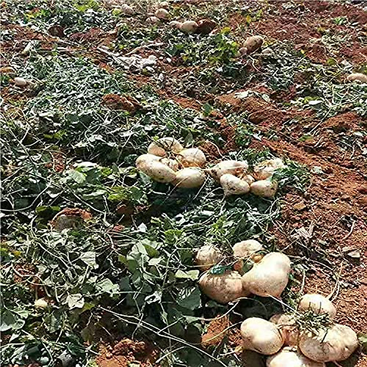 MITRAEE 100 Pcs Seeds Jicama Seeds Heirloom Mexican Yam Bean | Non-GMO | Mexican Turnip Seeds Fresh Garden Seeds, Seeds, Gardeners Choice