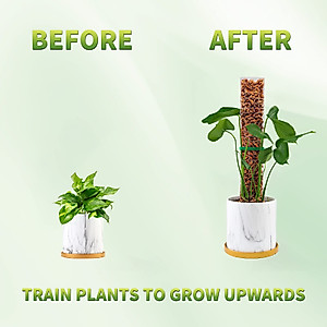 Bluepro 6 Pcs 15 Inch Plastic Moss Pole for Plants Monstera, 6×15'' Plant Poles for Climbing Plants, Plant Support for Indoor Plants Work with Sphagnum Moss