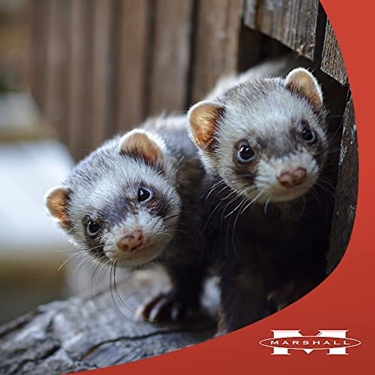 Marshall Pet Products Natural High-Protein Bandit Semi-Moist Chew Treats, with Meaty Bacon Flavor, for Ferrets, 3 oz