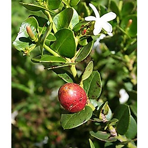 Bonsai Boy Flowering Dwarf Plum - Medium carissa macrocarpa